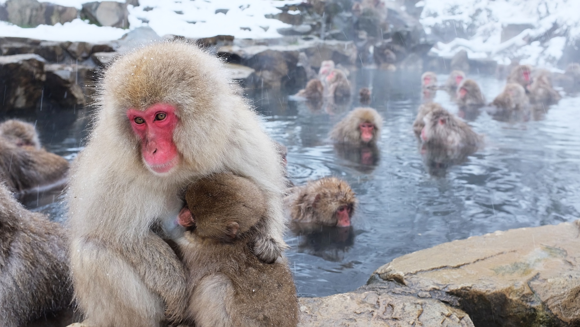 Fotos: Macacos da neve vivem em parque com piscinas termais no Japão ...