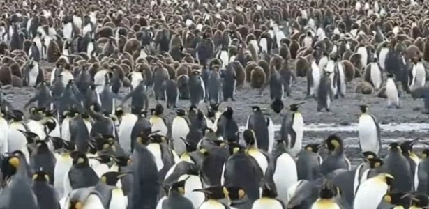 Antártida tem megarreunião de pinguins para acasalamento - 15/12/2014 ...