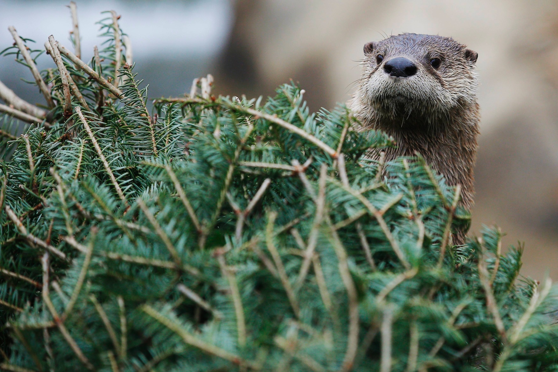 Fotos: As melhores fotos de bichos de 2014 - 18/12/2014 - UOL Notícias