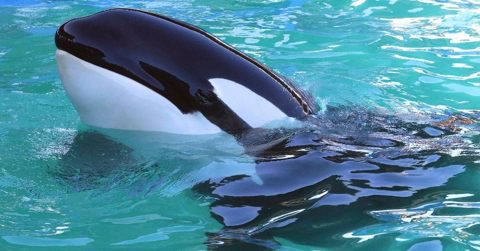 Está certo falar baleia orca e urso panda? Um dos dois está errado ...