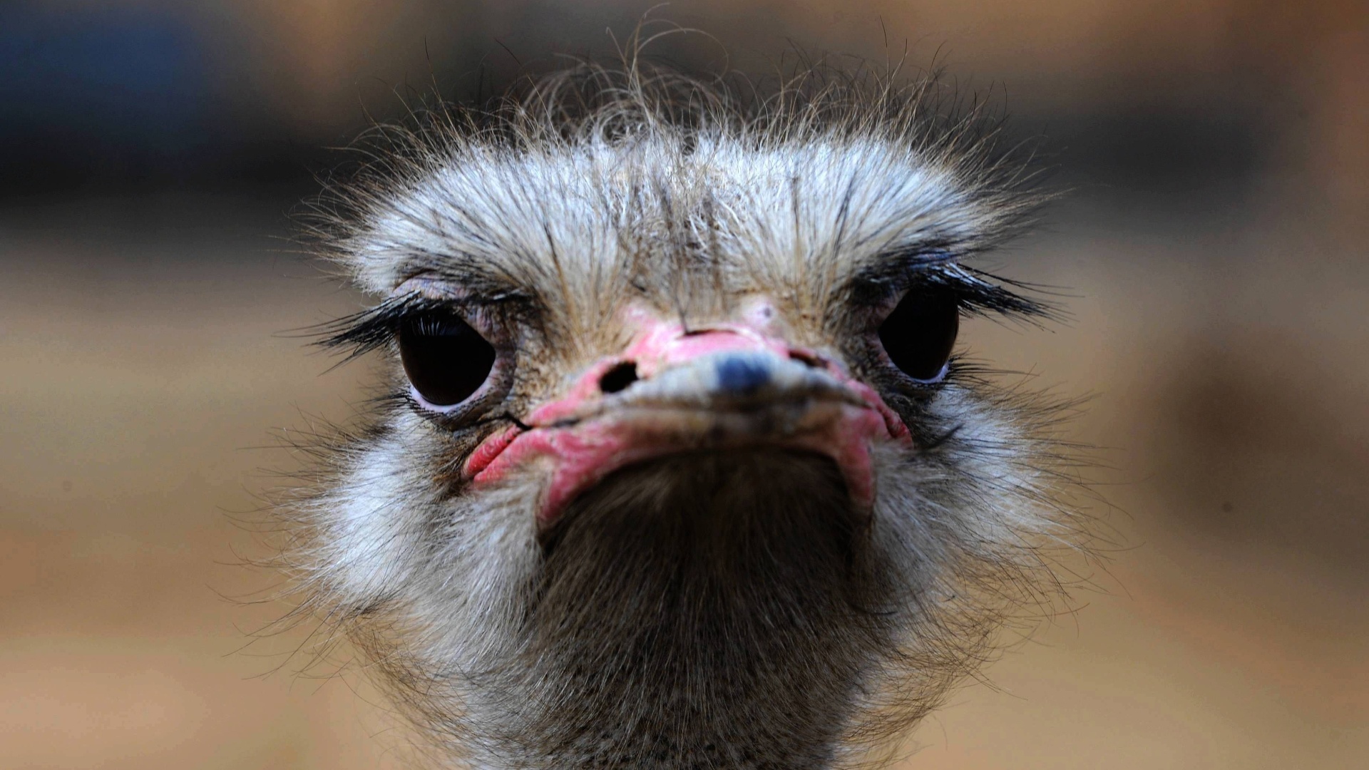 Fotos: Bichos da semana - 13/02/2015 - UOL Notícias