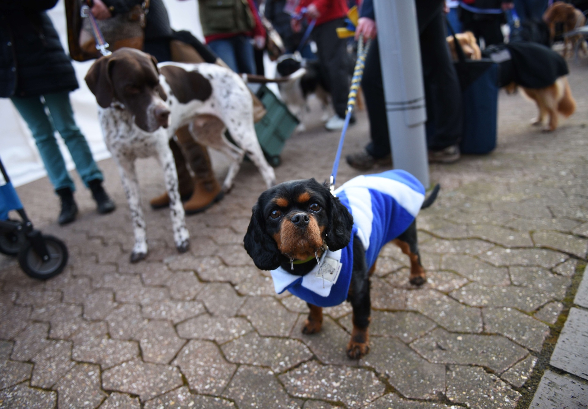 Fotos: Milhares de cães disputam título do Crufts Dog Show na ...