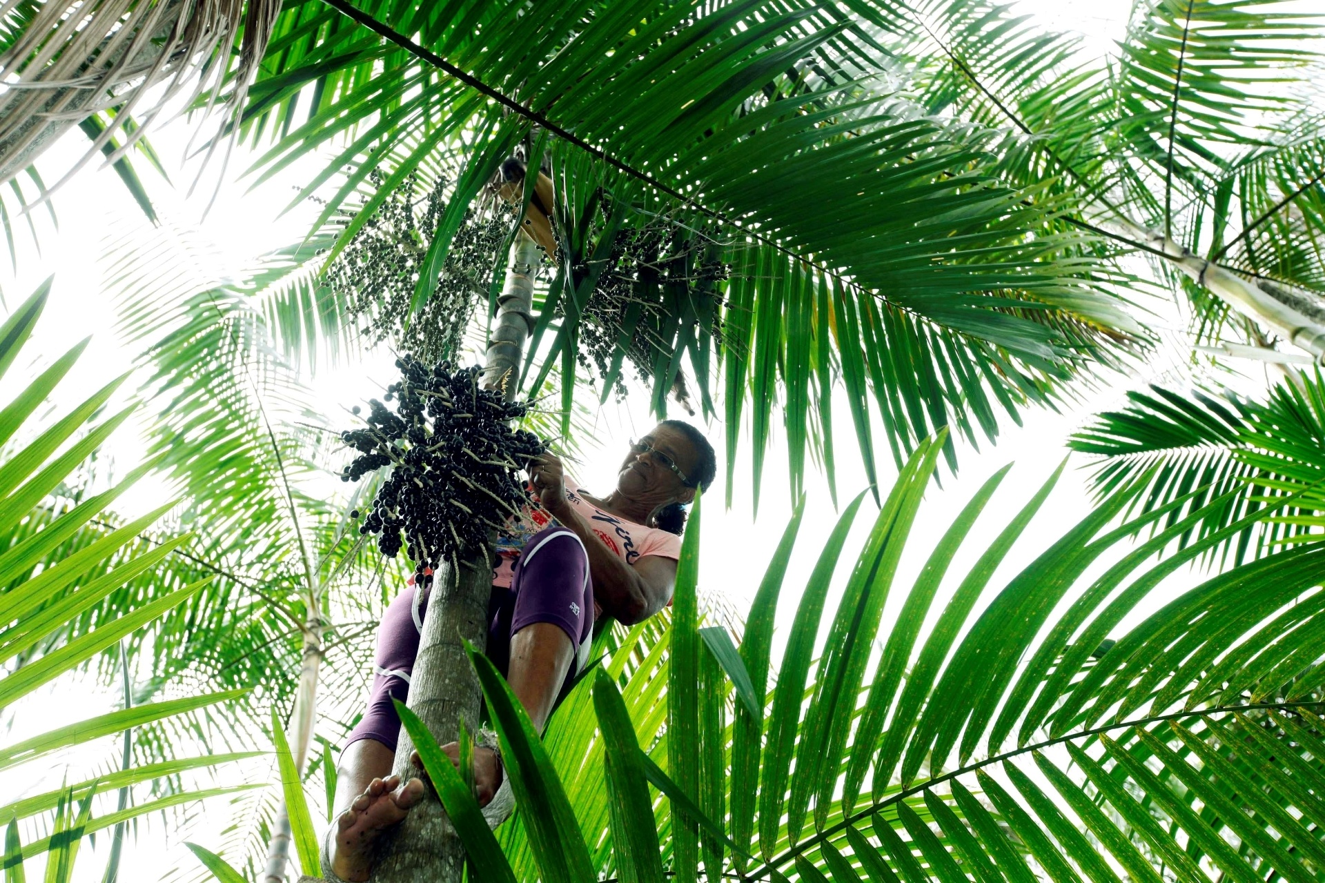 Fotos: Mulheres assumem o comando na produção de açaí em ilha do Pará ...