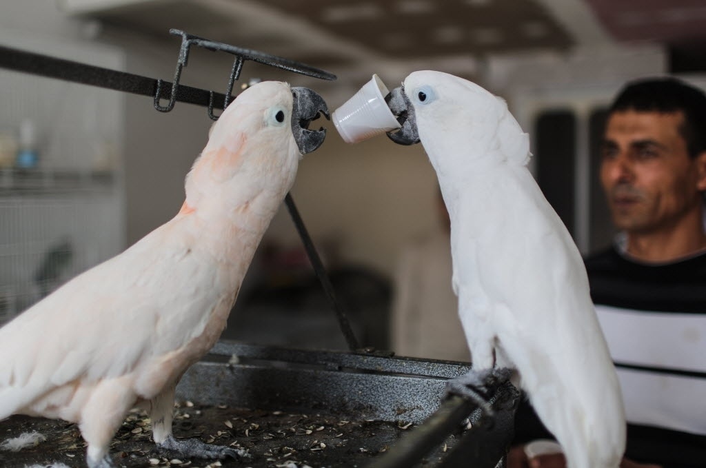 Fotos: Bichos da Semana - 13/03/2015 - UOL Notícias