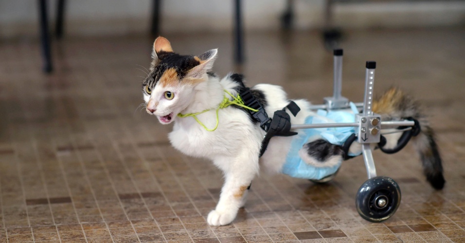 Gato ganha prótese após cair de prédio na China - Fotos - UOL Notícias