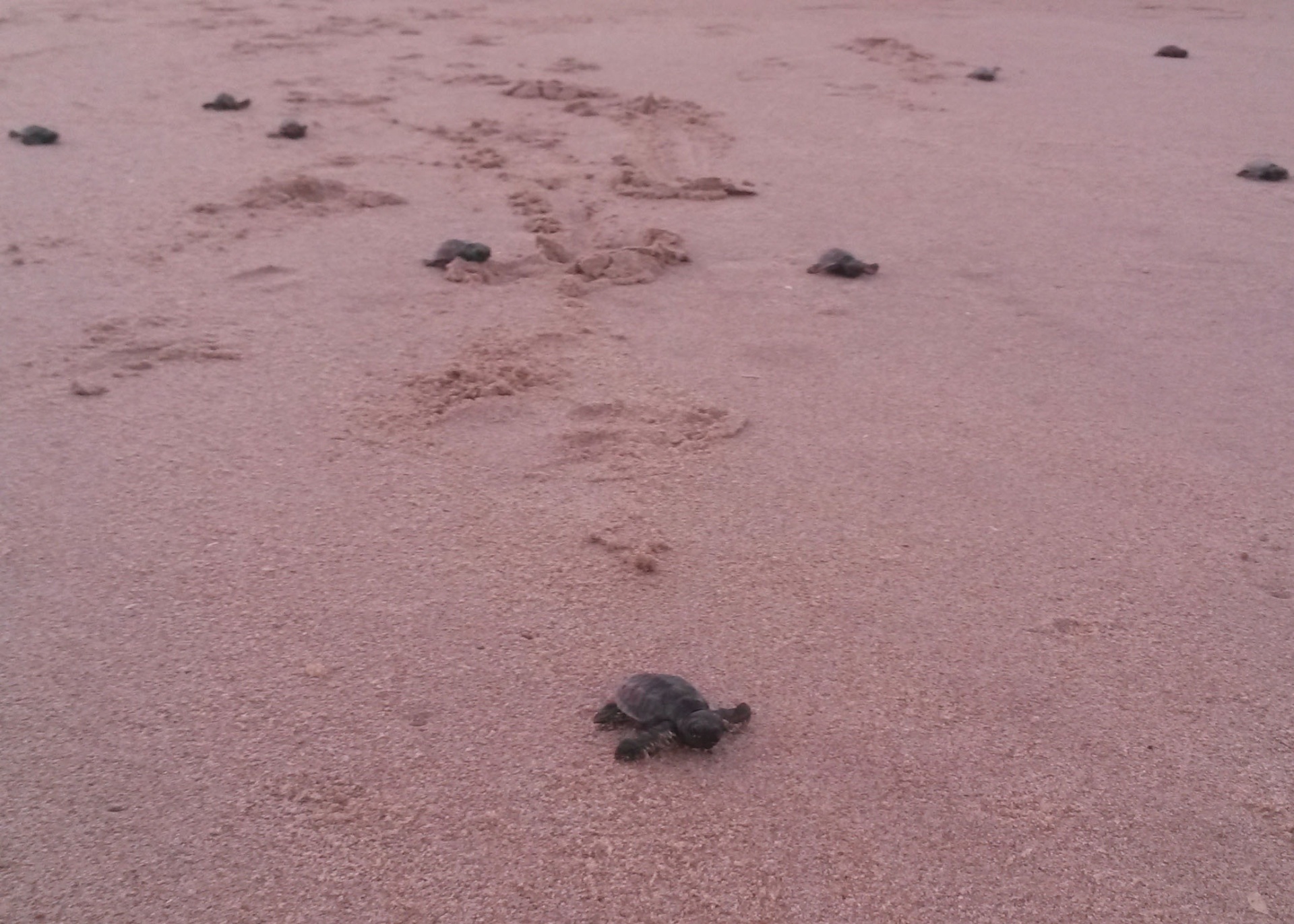 Tartarugas Marinhas Nascem No Litoral De Maceió 13 04 2015 Uol Notícias
