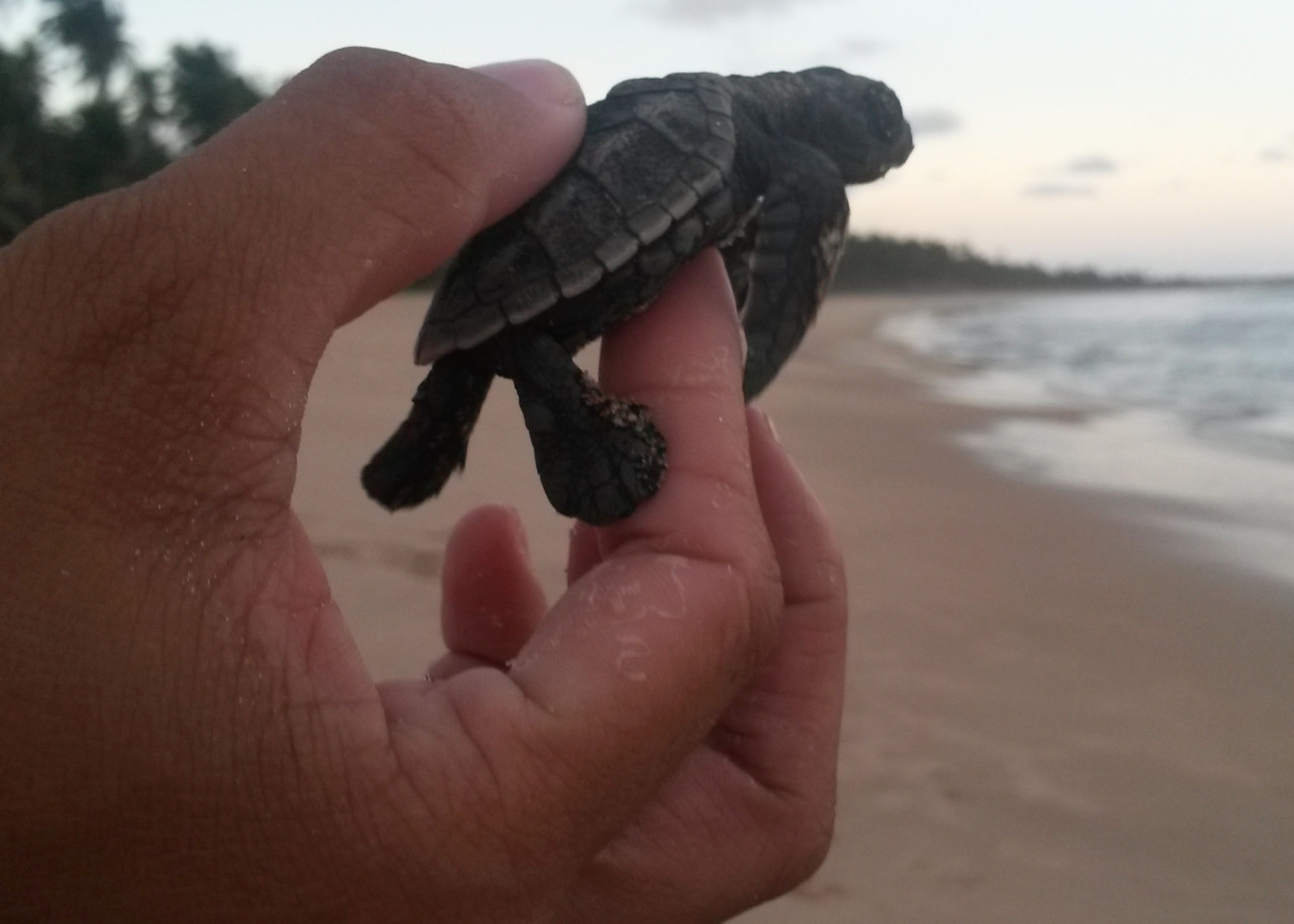 Fotos 60 Tartarugas Nascem Em Praia De Maceió 13 04 2015 Uol Notícias
