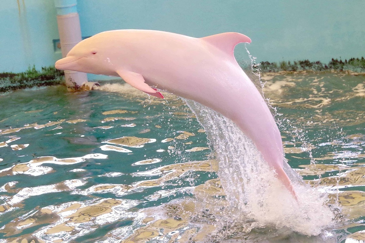 Fotos: Raros e especiais! Veja fotos de animais albinos pelo mundo - 06 ...