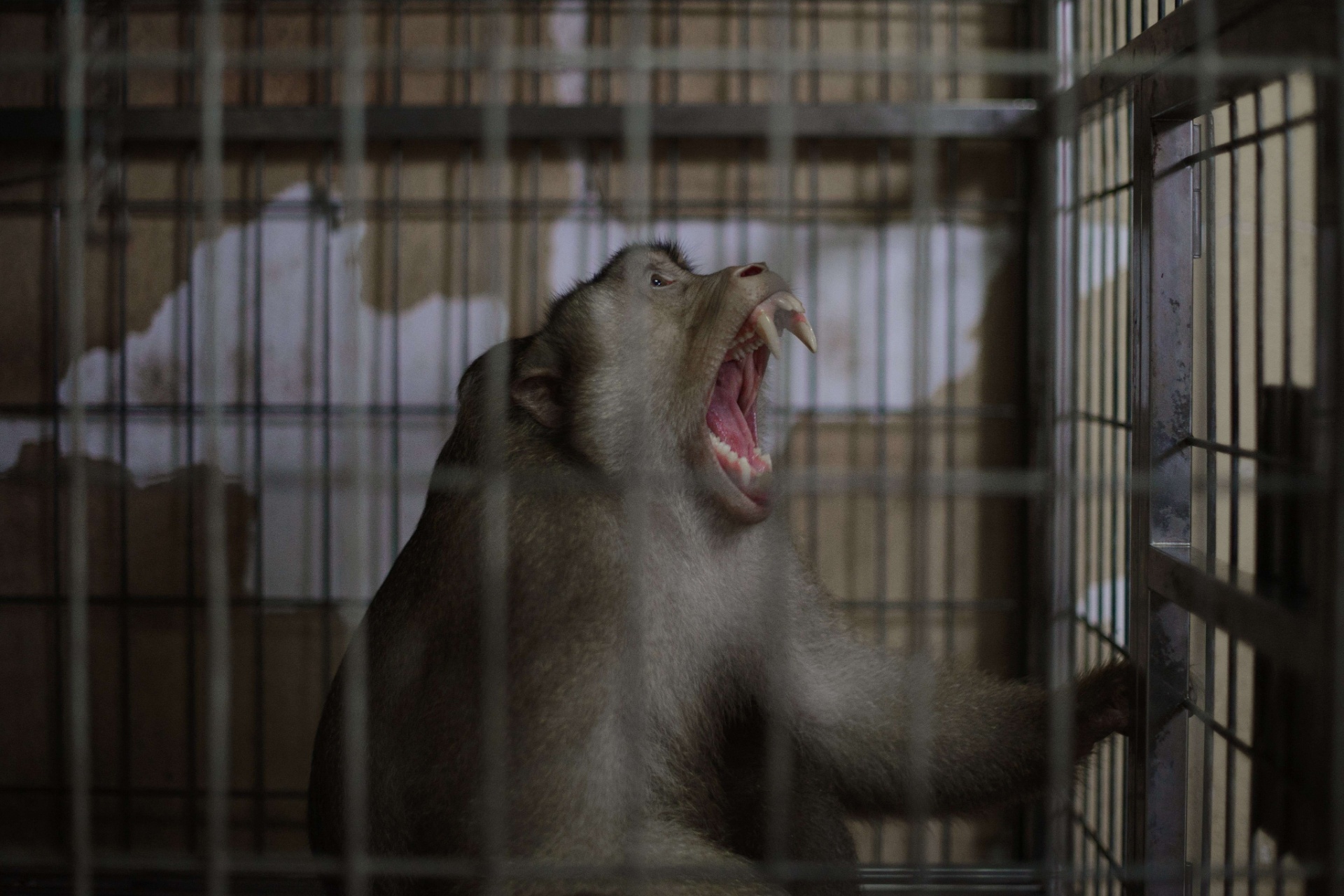 Fotos: Malaio leva macacos de estimação para jantar - 30/04/2015 - UOL ...