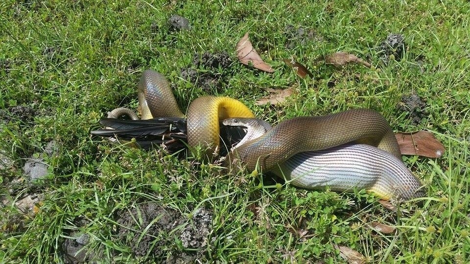 Fotos: Fotógrafo flagra cobra engolindo ave na Austrália - 06/05/2015 ...
