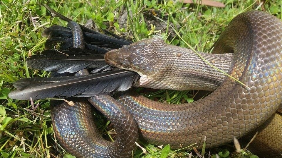 Fotos: Fotógrafo flagra cobra engolindo ave na Austrália - 06/05/2015 ...