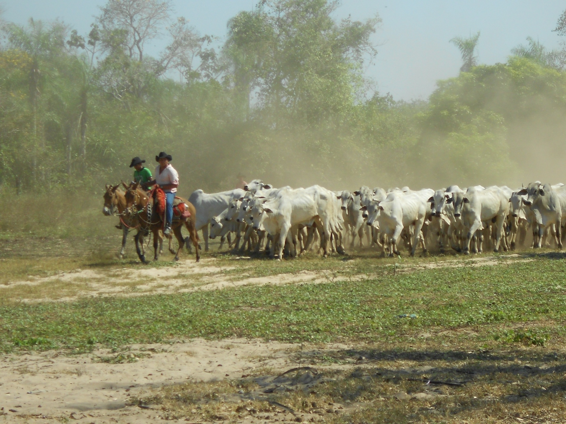 Fotos: Exposição mostra a relação do pantaneiro com a natureza - 17/05 ...