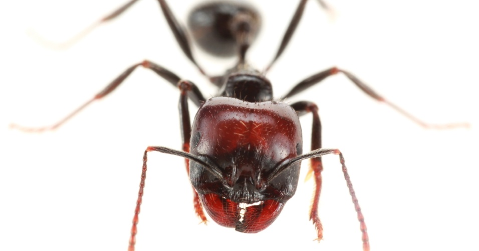 Fotos revelam insetos e outras criaturas bem de pertinho - Fotos - Meio ...