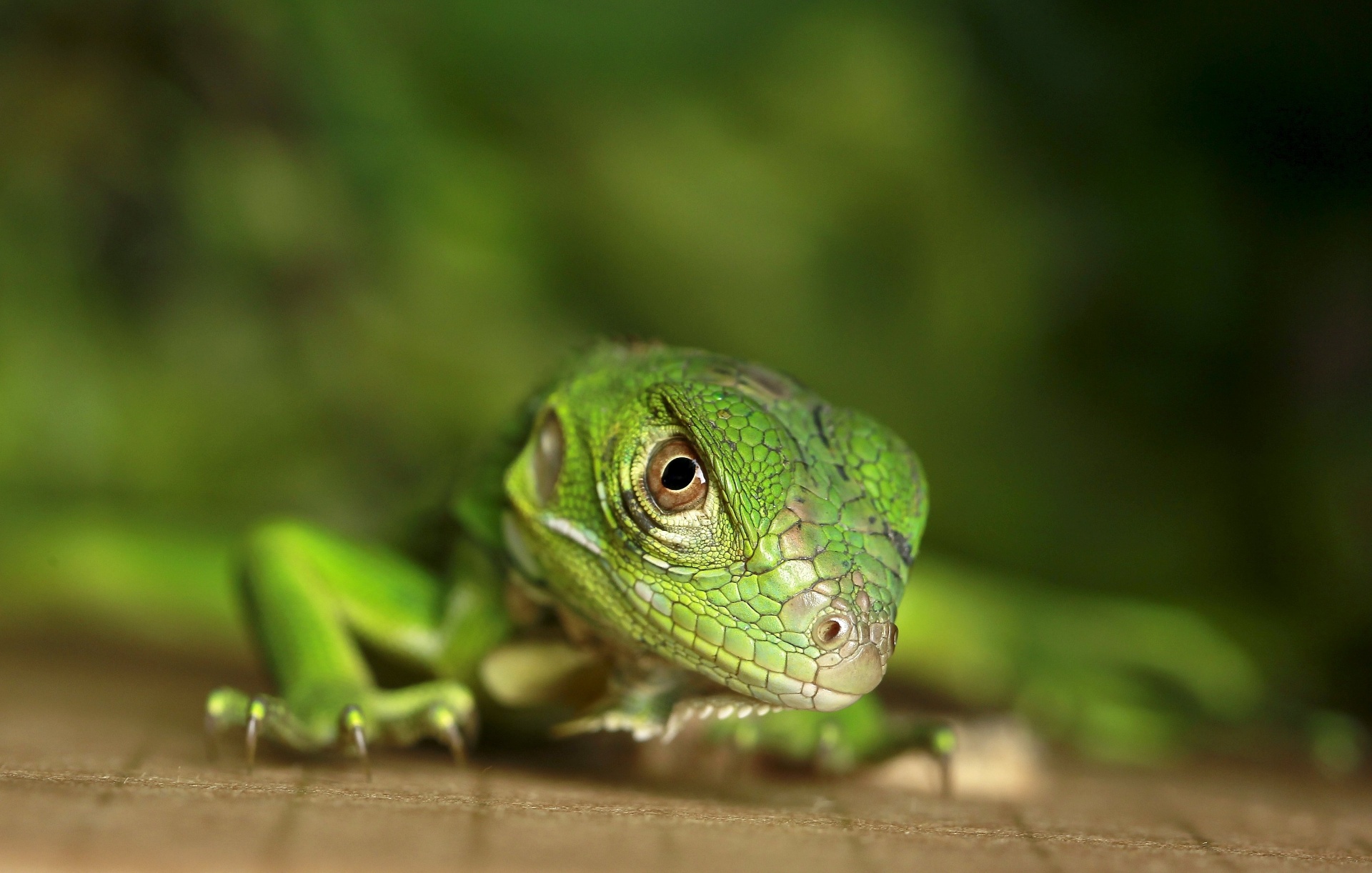 Fotos: Bichos da semana - 29/05/2015 - UOL Notícias