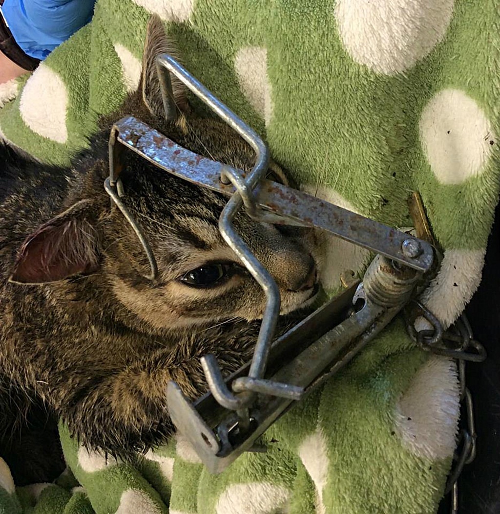 Fotos: Animais enxeridos acabam presos e entalados - 08/11/2014 - UOL ...