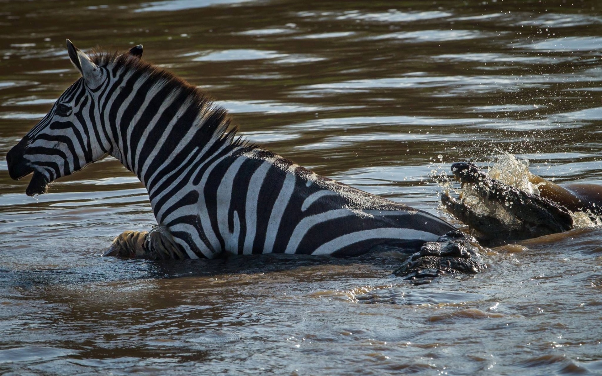 Fotos: Registros da vida animal "selvagem" ao redor do mundo - 25/09 ...