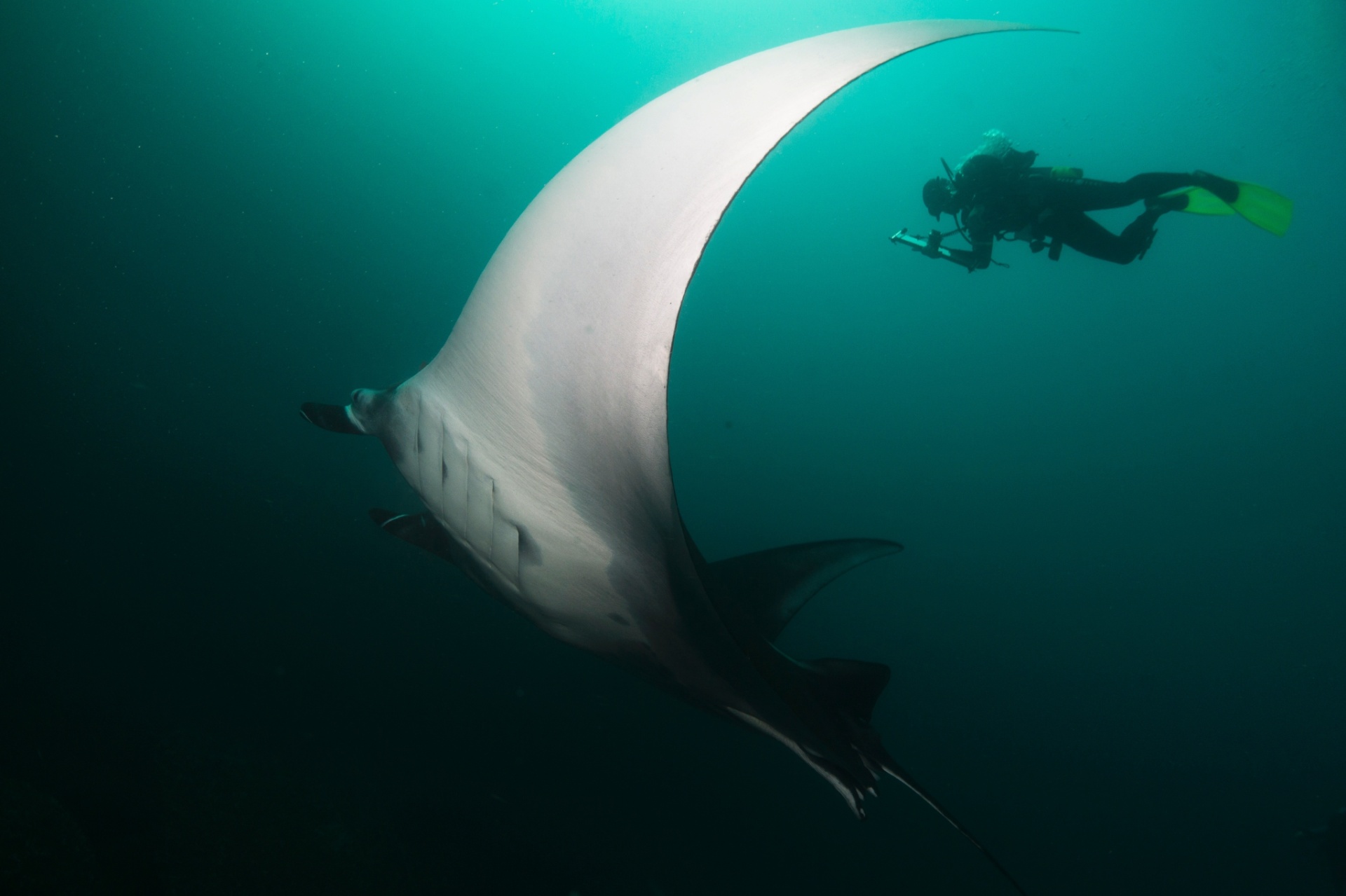 Fotos: Raia gigante é fotografada pela primeira vez em região do ...