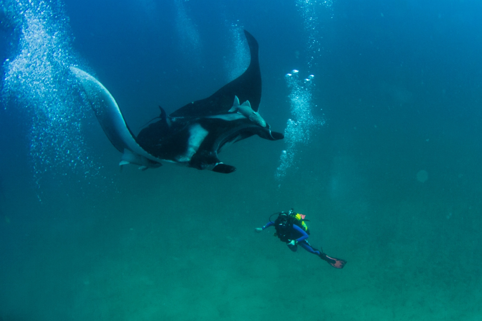 Fotos: Raia gigante é fotografada pela primeira vez em região do ...