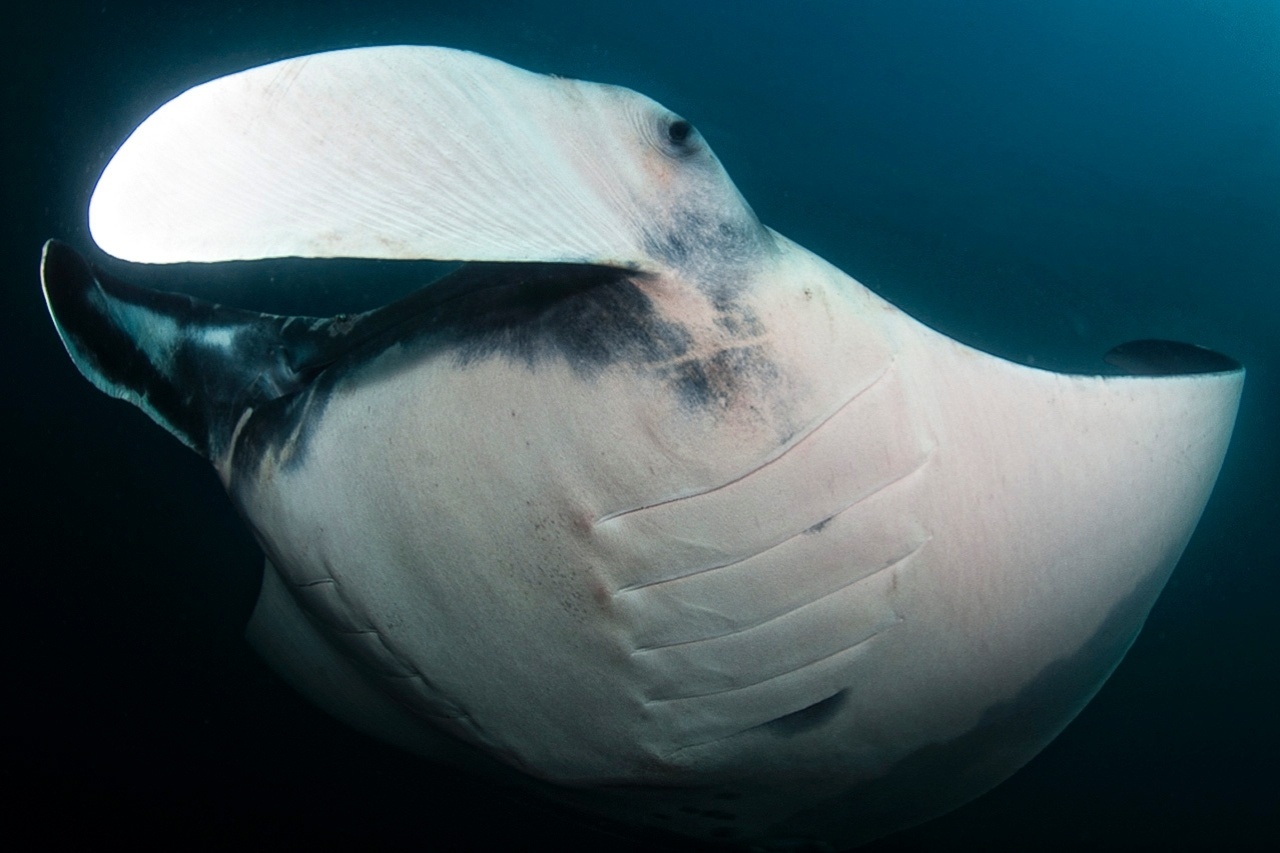 Fotos: Raia gigante é fotografada pela primeira vez em região do ...