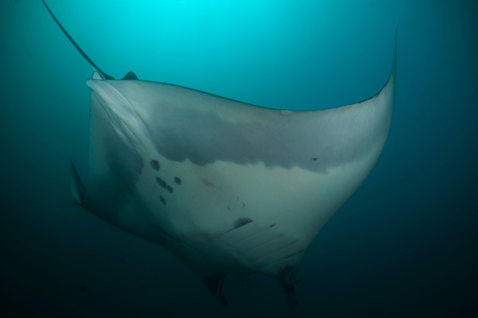 Fotos: Raia gigante é fotografada pela primeira vez em região do ...