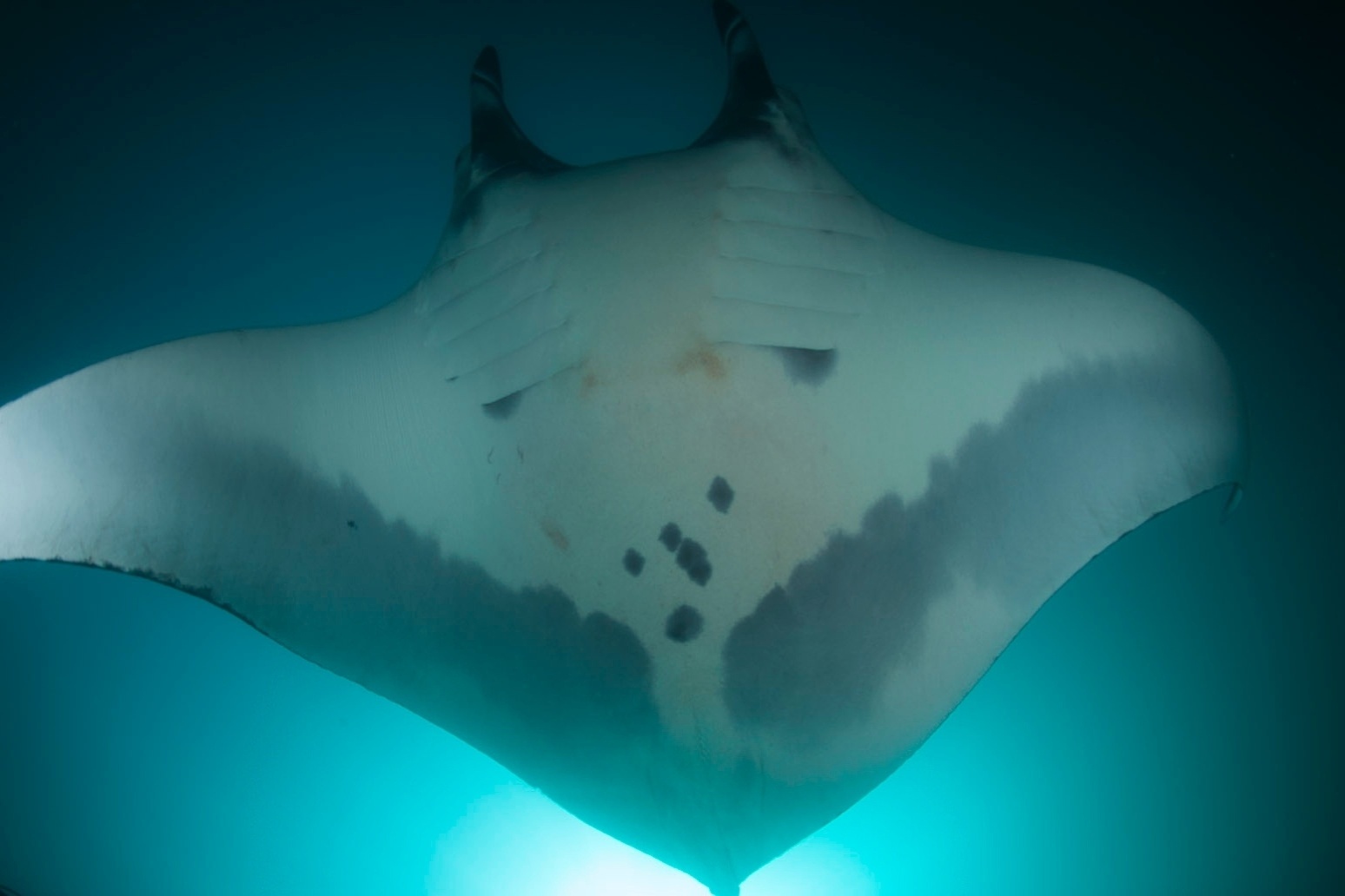 Fotos: Raia gigante é fotografada pela primeira vez em região do ...