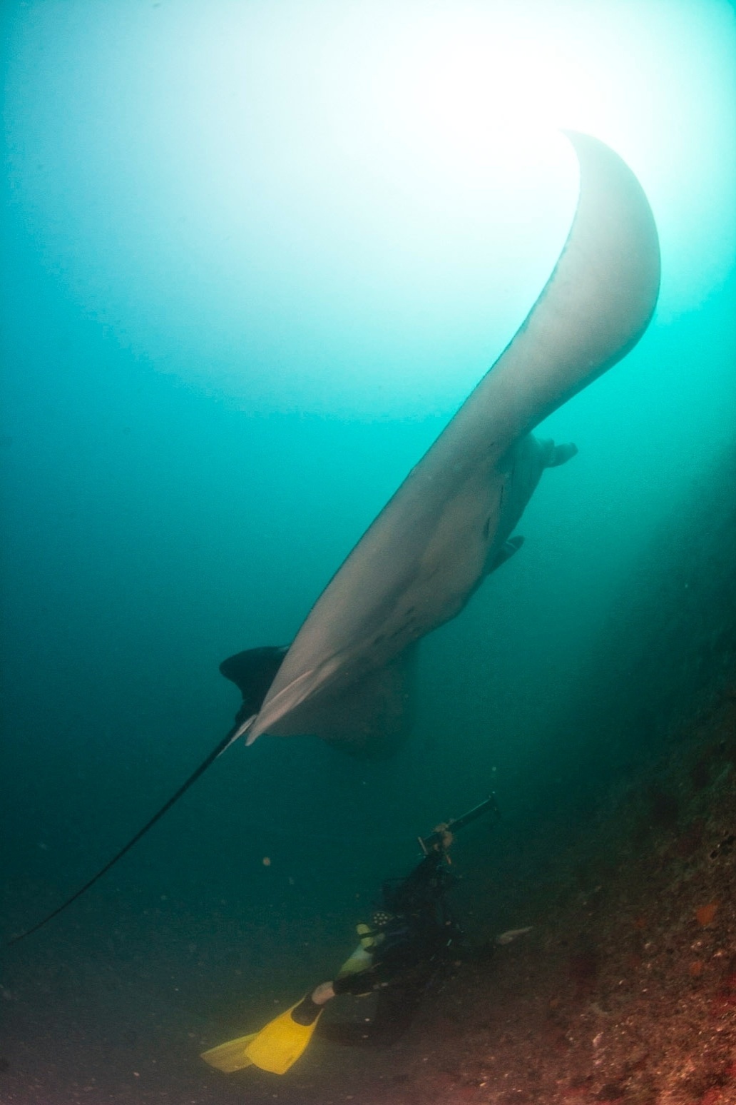 Fotos: Raia gigante é fotografada pela primeira vez em região do ...