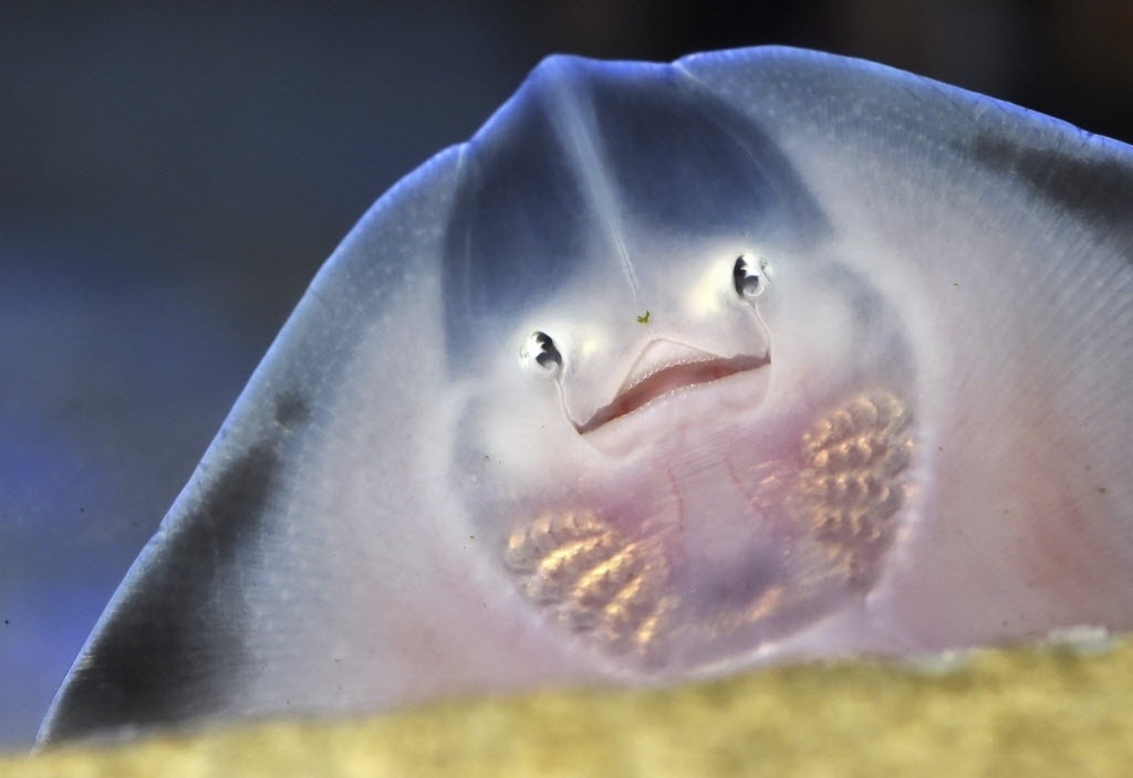 Fotos: Animais também "sorriem"! - 16/01/2013 - UOL Notícias