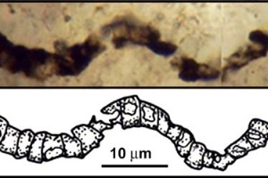 Fóssil australiano de 3,5 bi de anos é prova mais antiga de vida na ...