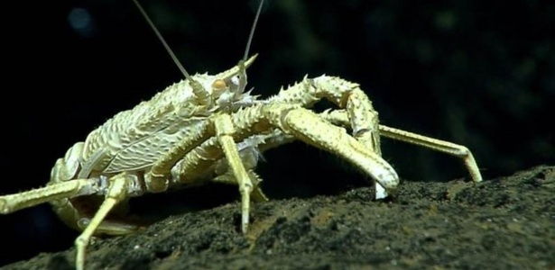 O que revela a erupção vulcânica submarina mais profunda já descoberta ...