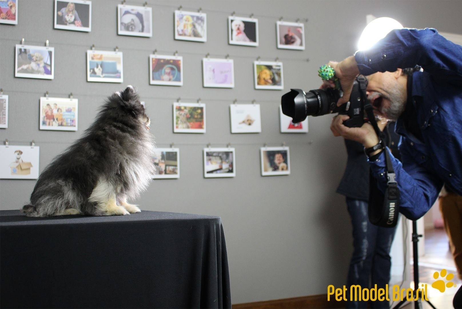 Fotos: Conheça a Pet Model Brasil, que agencia animais de estimação ...