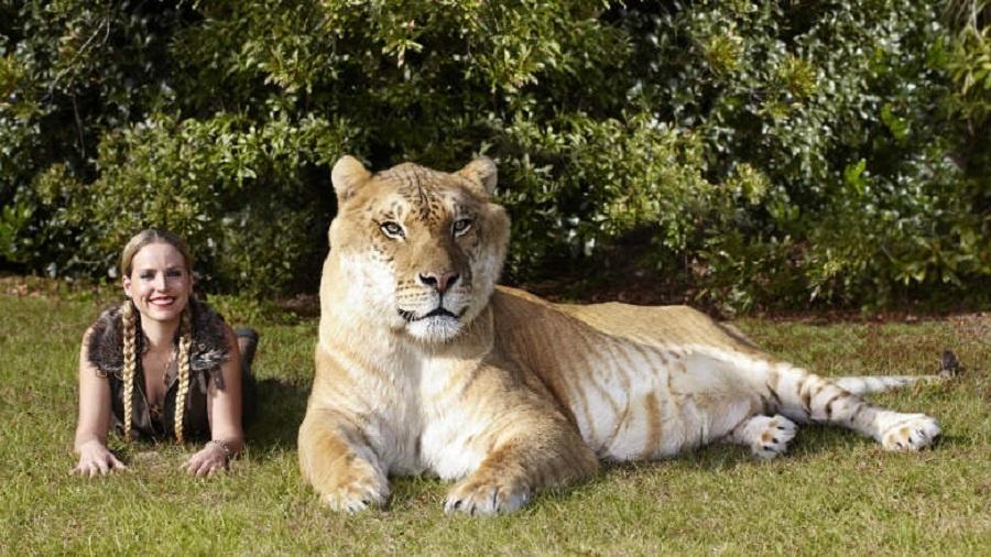 Não para de crescer? Conheça o ligre, gigante híbrido de leão e tigre