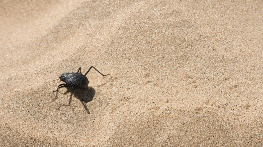 Habilidade única de 'decolar' garante sobrevivência de besouro