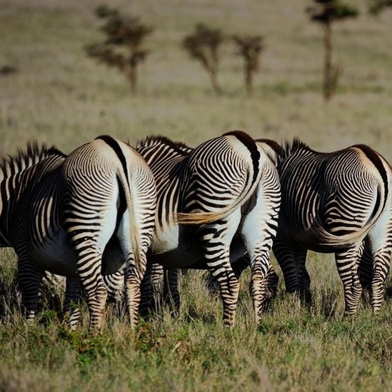 O Que Sao Zebras Predadoras