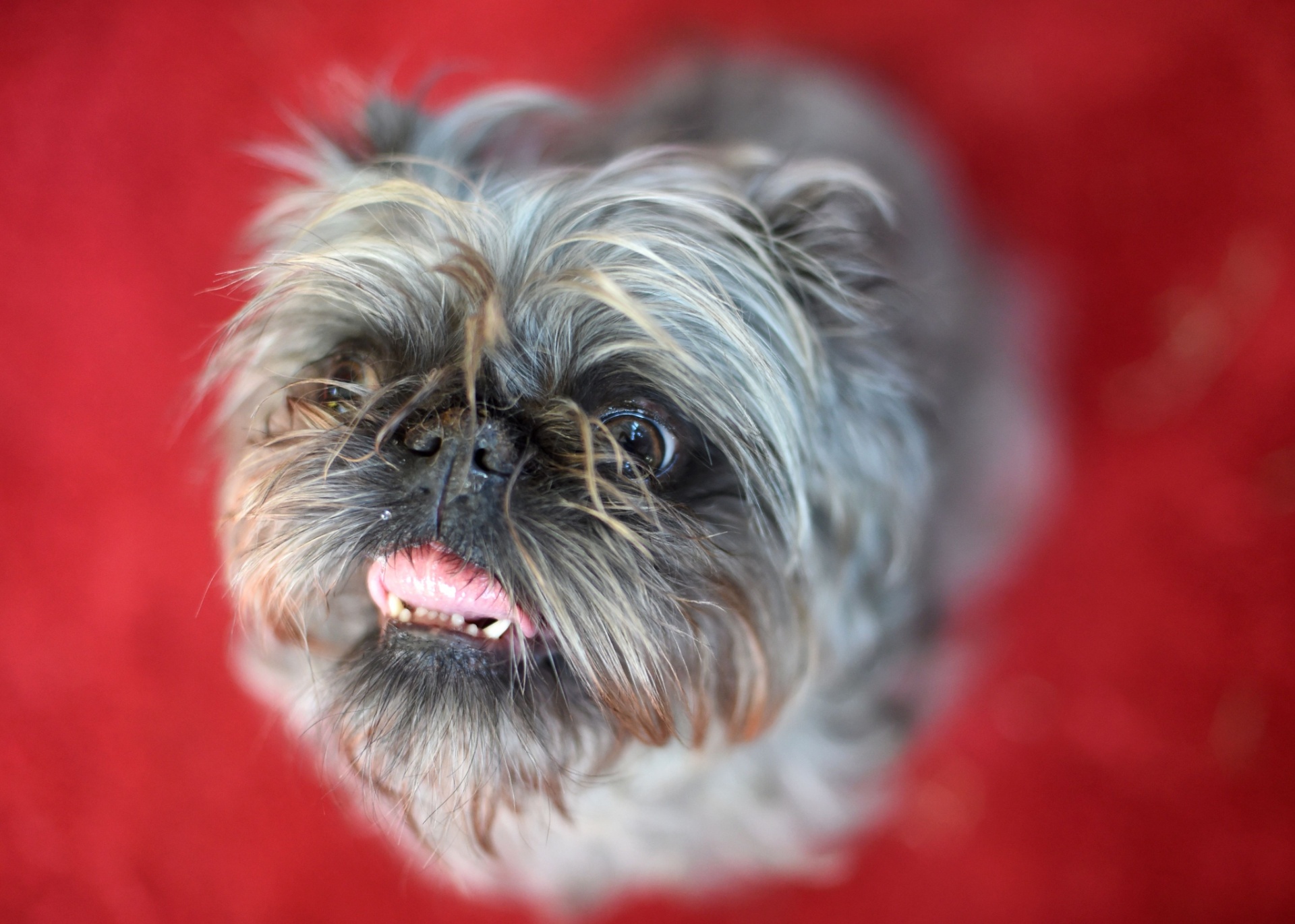 Fotos: Concurso de cão mais feio do mundo acontece nos EUA; veja quem ...