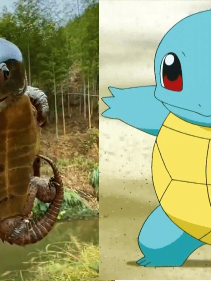 Pokemon Squirtle Da Vida Real Would You Want This Type Of Realistic