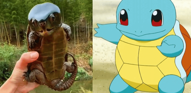 Pokémon? Biólogo explica quem é a tartaruga-cabeçuda chinesa