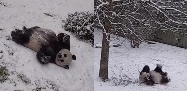 EUA: Vídeo fofo mostra casal de pandas brincando na neve em zoológico