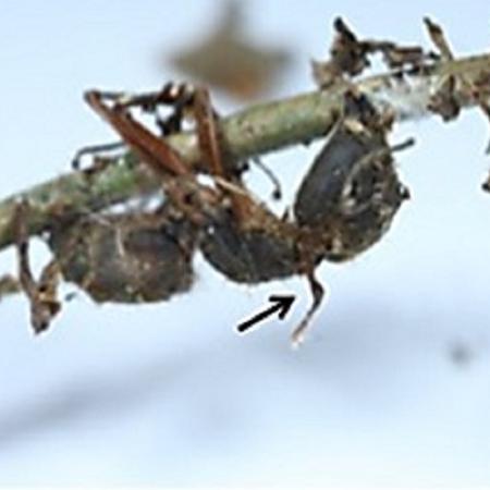 Insetos zumbis: conheça parasitas que controlam corpo de bichos mortos