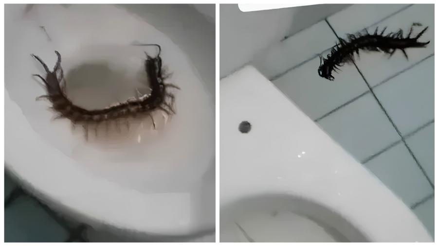 Turista acha centopeia gigante em privada de hotel na Colômbia