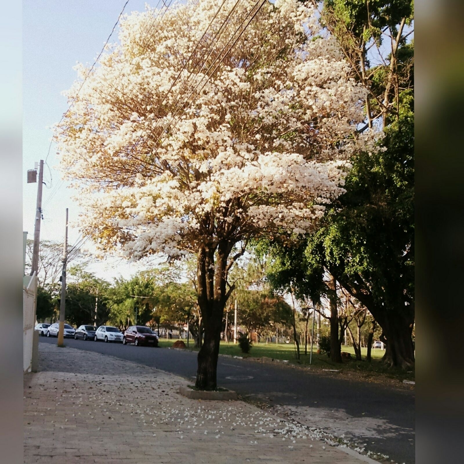 Fotos: Primavera no Brasil - 21/09/2015 - UOL Notícias