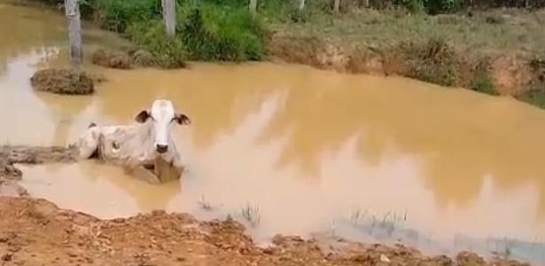 Com fome e sede, gado morre atolado na lama na seca da Amazônia