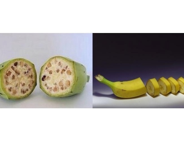 Frutas e legumes do passado eram bem diferentes dos que conhecemos ...