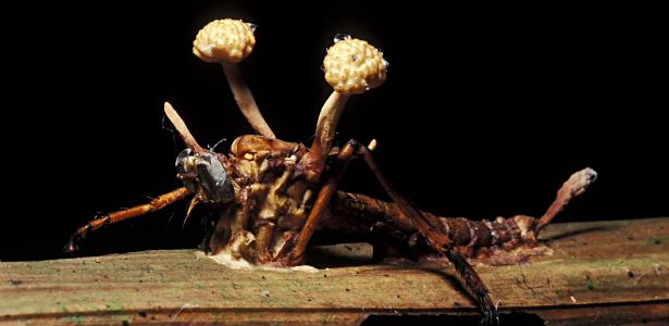 Fungo controlador que inspirou 'The Last of Us' existe mesmo