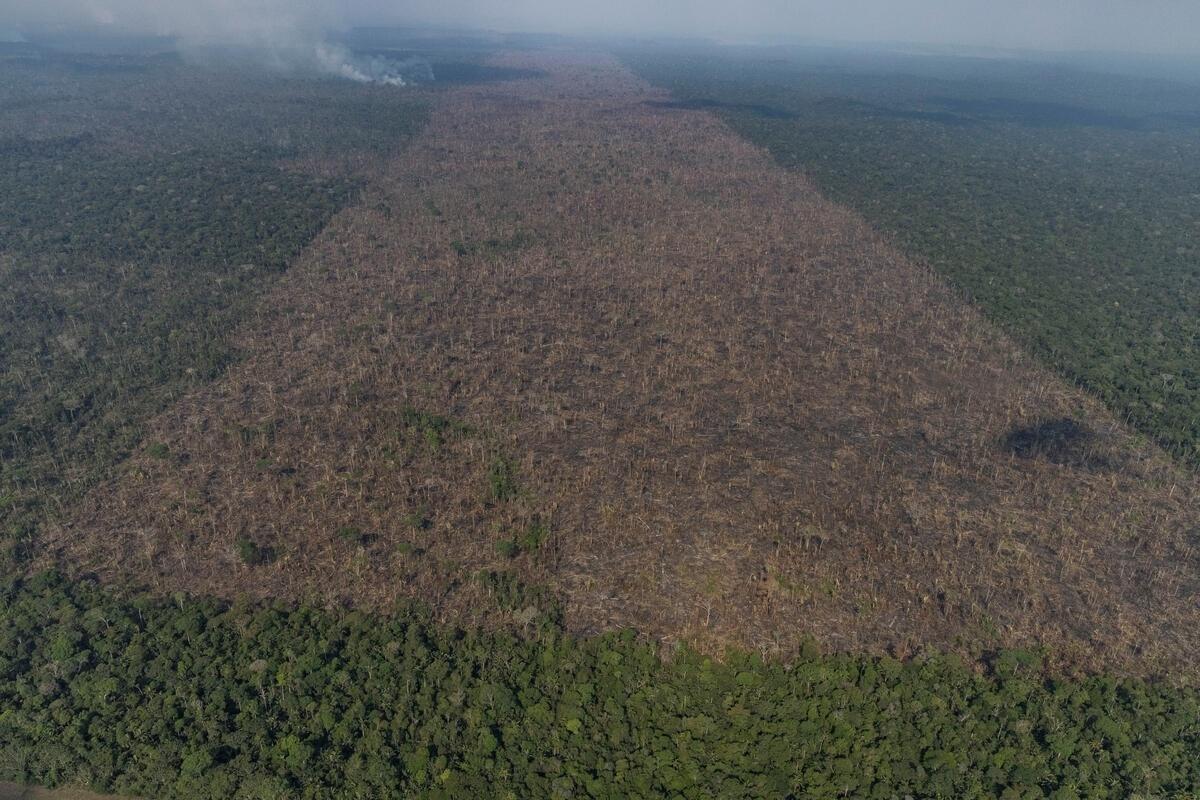 Amazônia: Pecuária responde por 75% do desmatamento em terras públicas