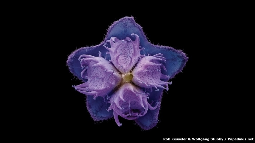 Fotos: Mostra de 'maravilhas da natureza' destaca 'encarada' entre ...