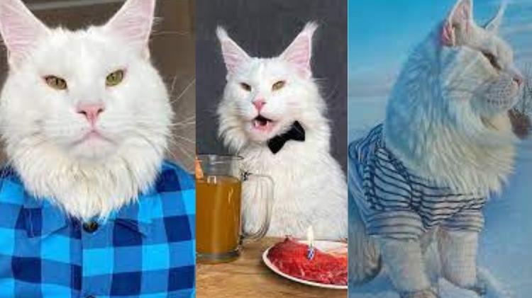 Gato gigante com tamanho de criança de 2 anos viraliza: 'Afetuoso'