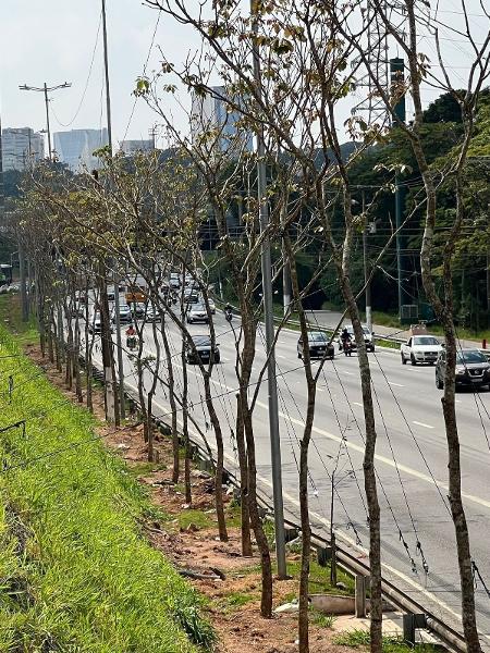 Complexo imobiliário cria corredor de ipês-roxos na Marginal Pinheiros