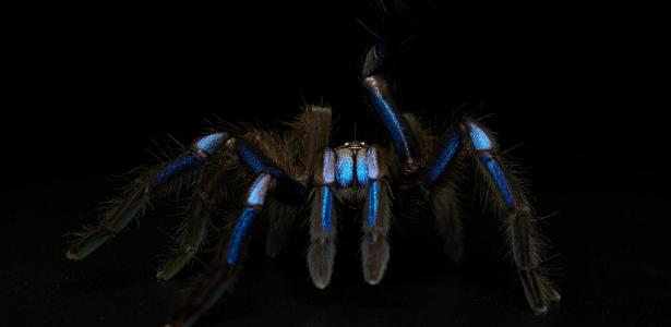 Espécie de aranha azul-elétrica é descoberta na Tailândia; veja fotos