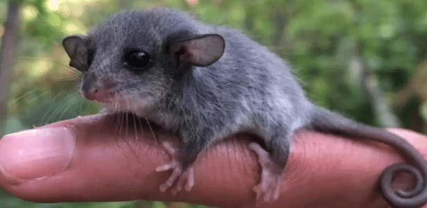 'Menor gambá do mundo' é encontrado na Austrália e anima pesquisadores