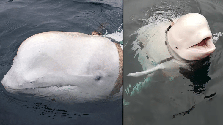 Baleia, golfinhos e pássaros: os animais usados como espiões